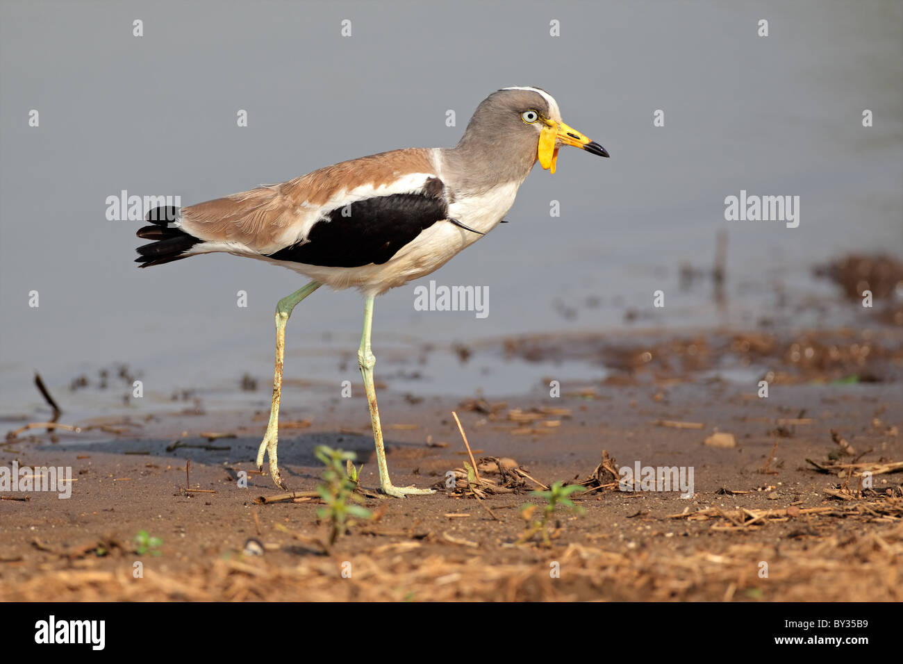 White-crowned lapwing (Vanellus albiceps), Kruger National Park, South ...