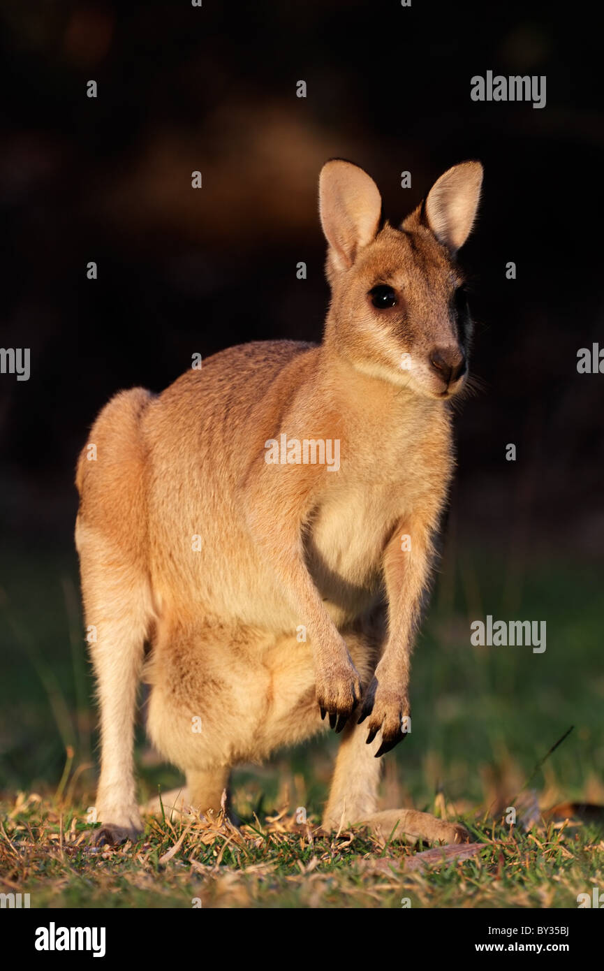 Female Agile Wallaby (Macropus agilis), Kakadu National Park, Northern ...