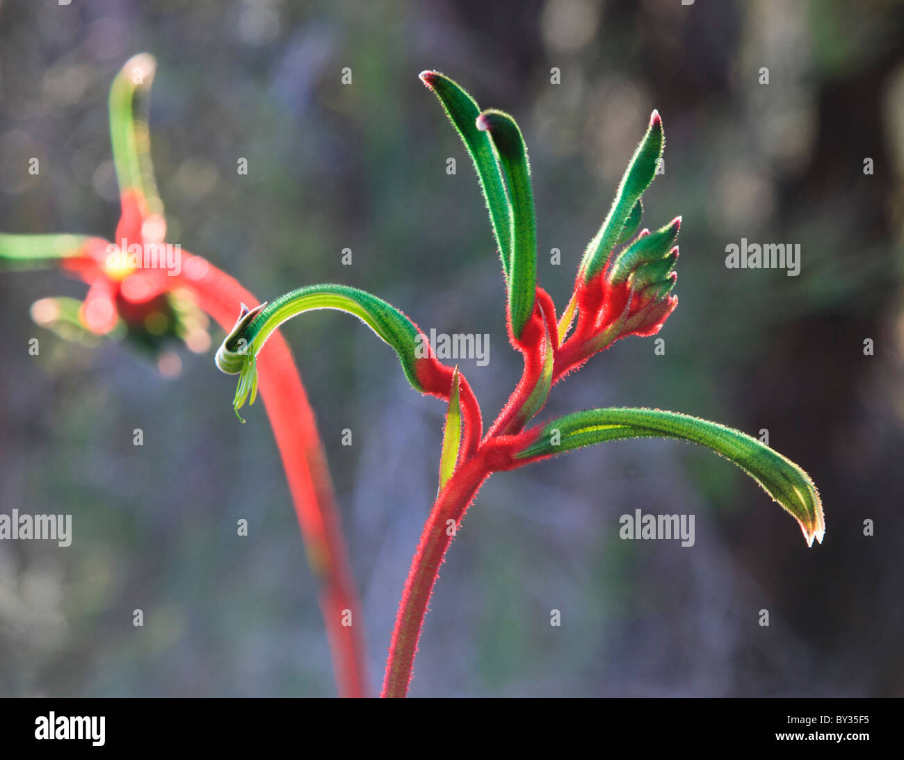 Kangaroo paws anigozanthos manglesii hi-res stock photography and ...