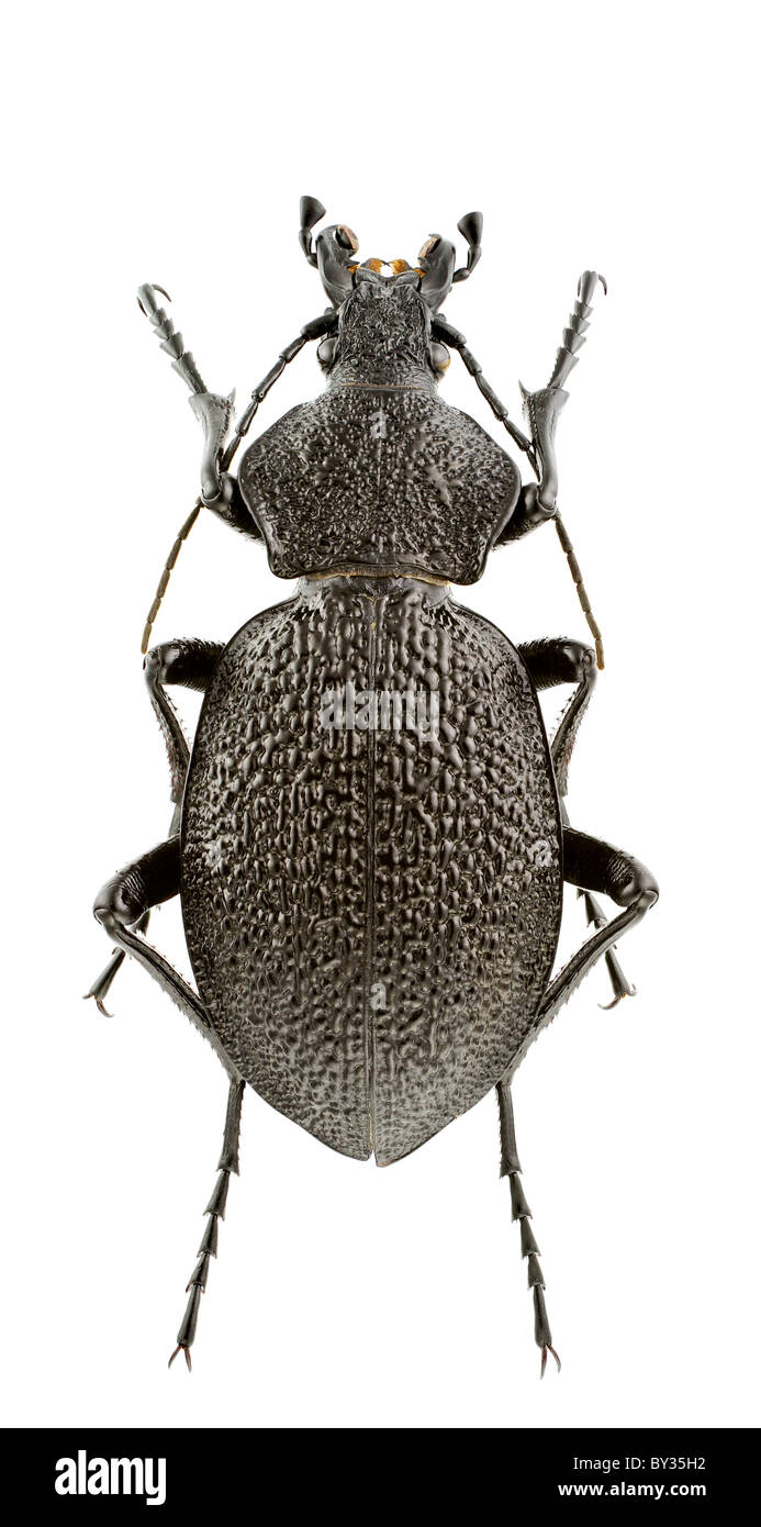 Male of Carabus gigas isolated on white background Stock Photo - Alamy
