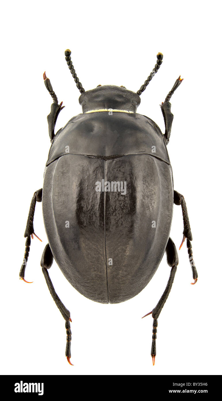 Erodius audouini peyroleri isolated on white background Stock Photo - Alamy