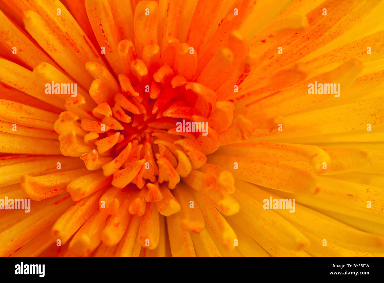 Extreme macro hi-res stock photography and images - Alamy