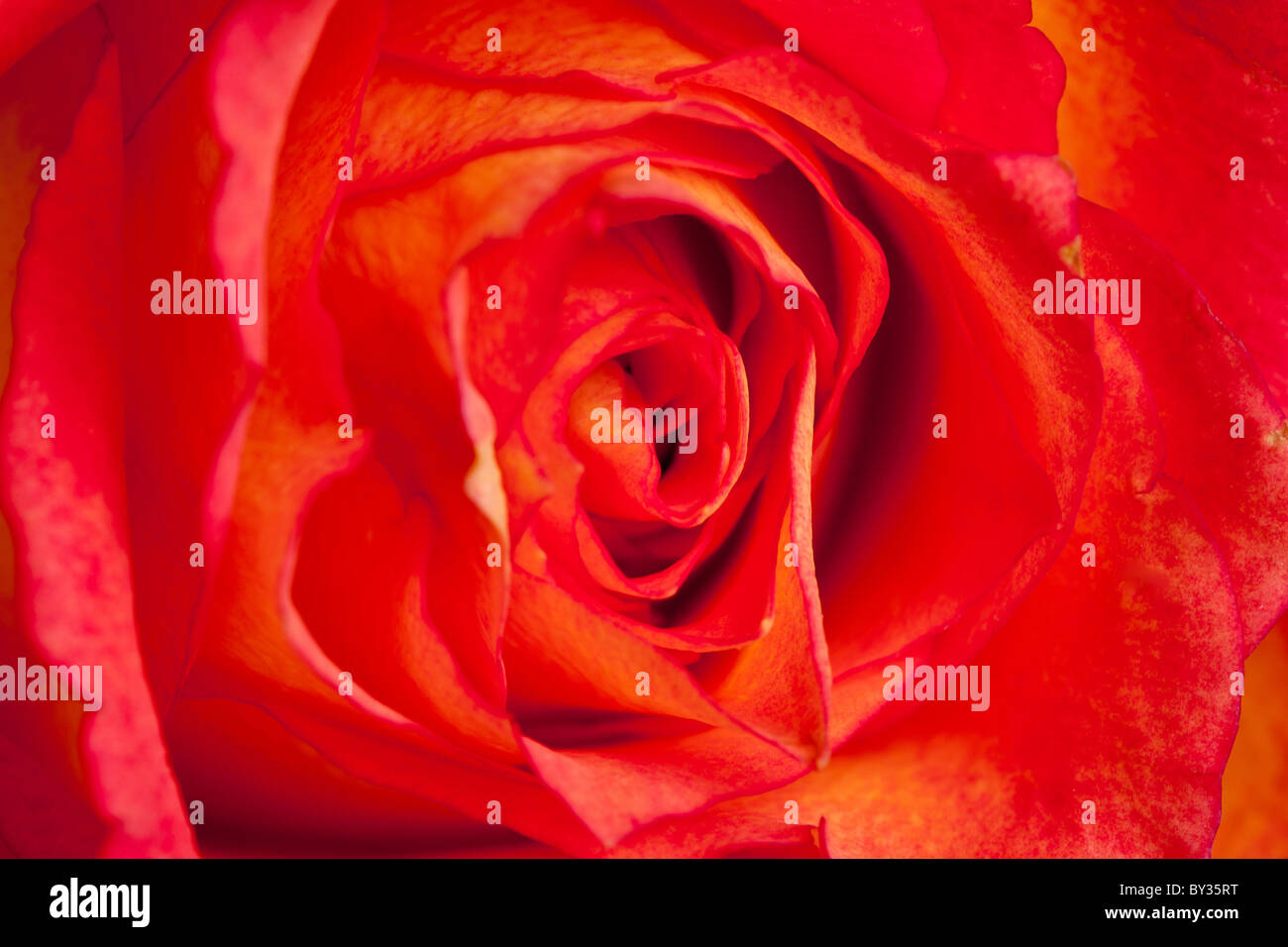 Macro shot of rose flower hi-res stock photography and images - Alamy