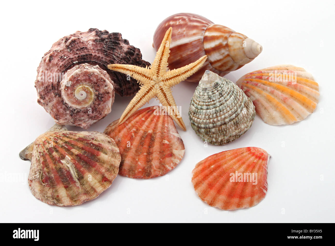 Star fish and sea shells over a white background Stock Photo - Alamy