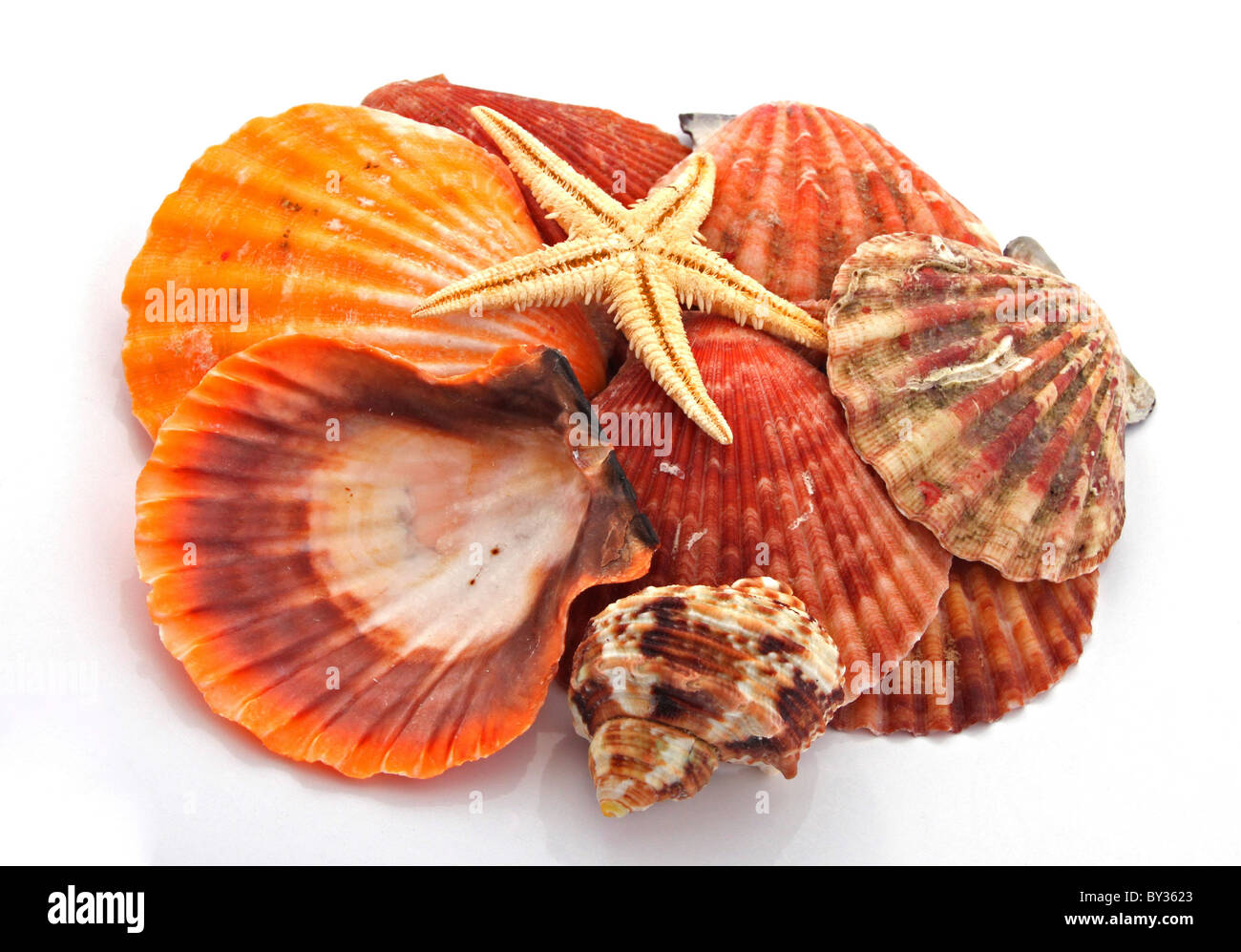 Star fish and sea shells over a white background Stock Photo - Alamy