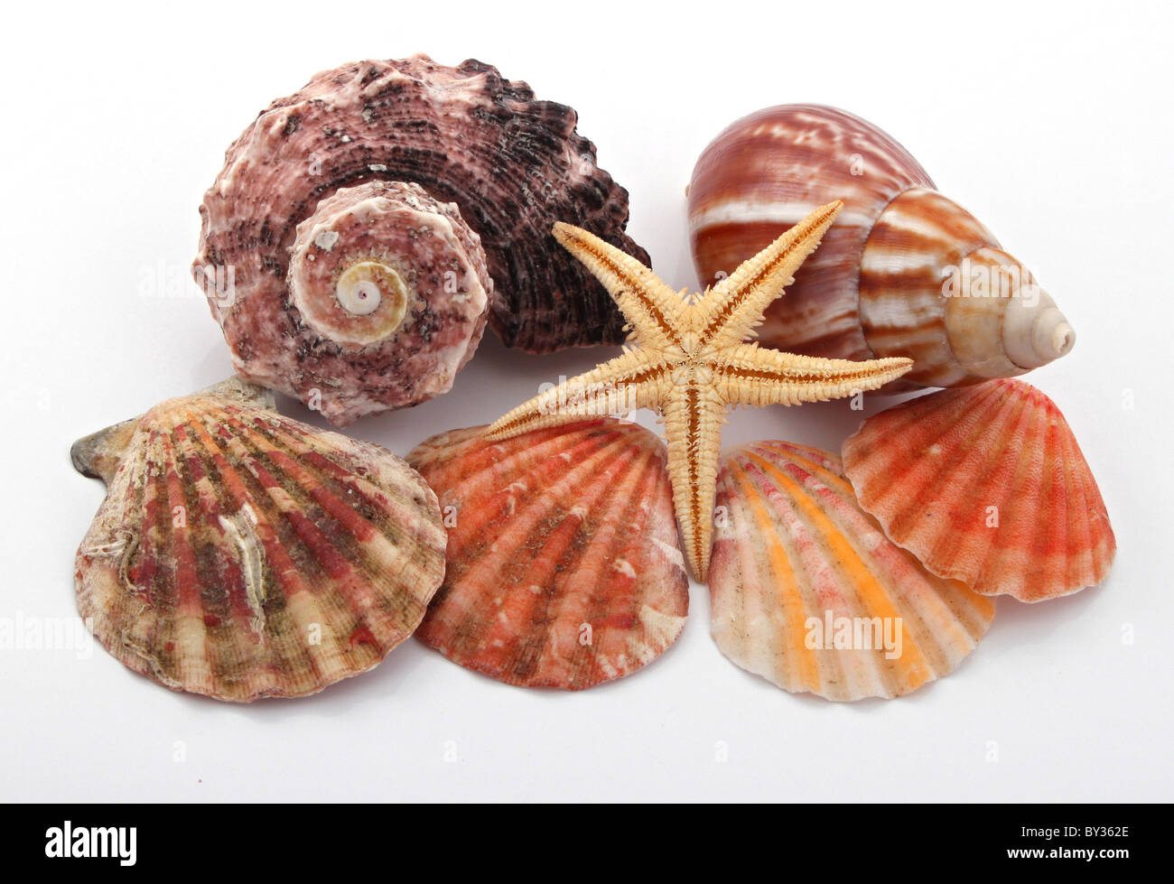 Star fish and sea shells over a white background Stock Photo - Alamy