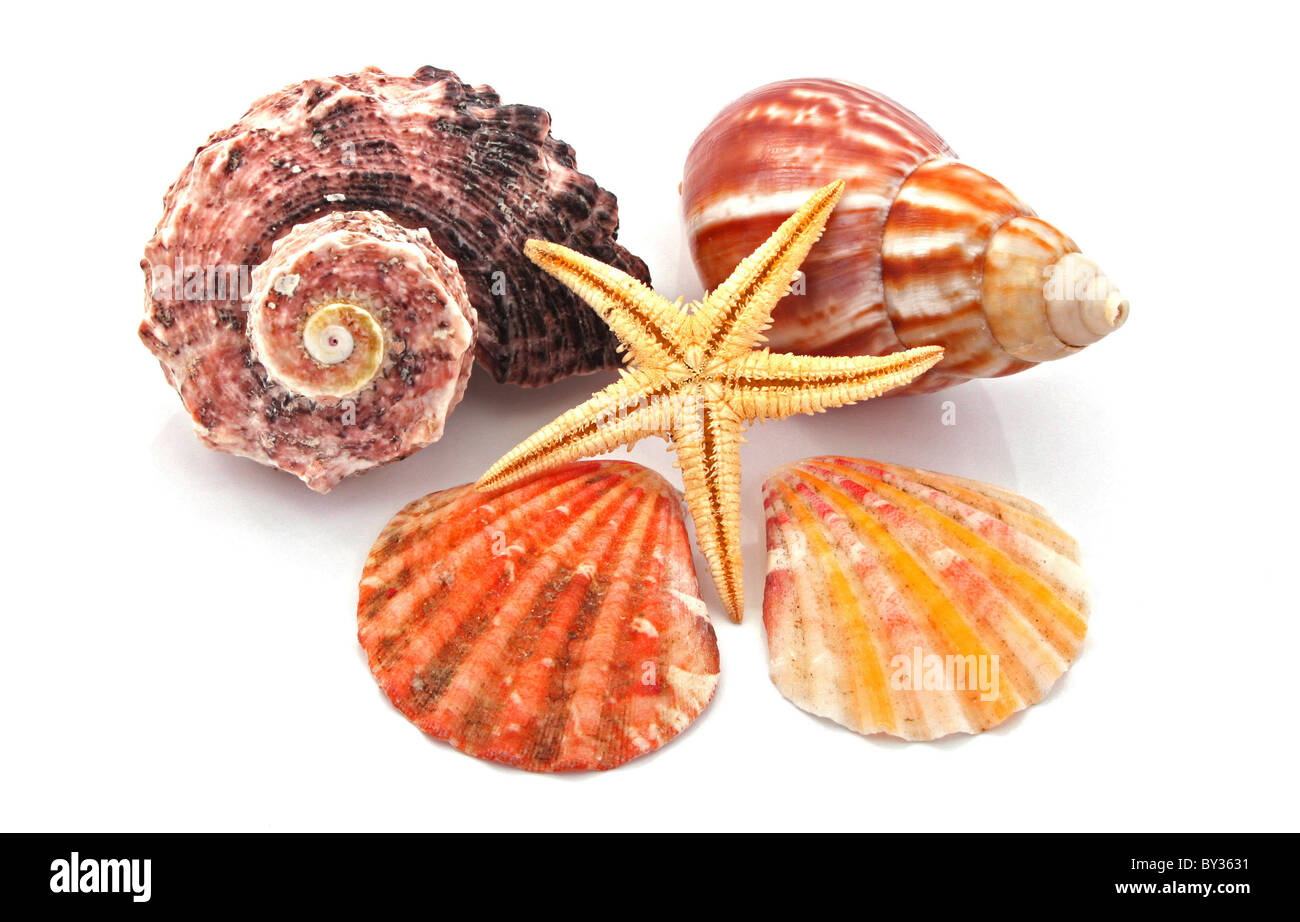 Star fish and sea shells over a white background Stock Photo - Alamy