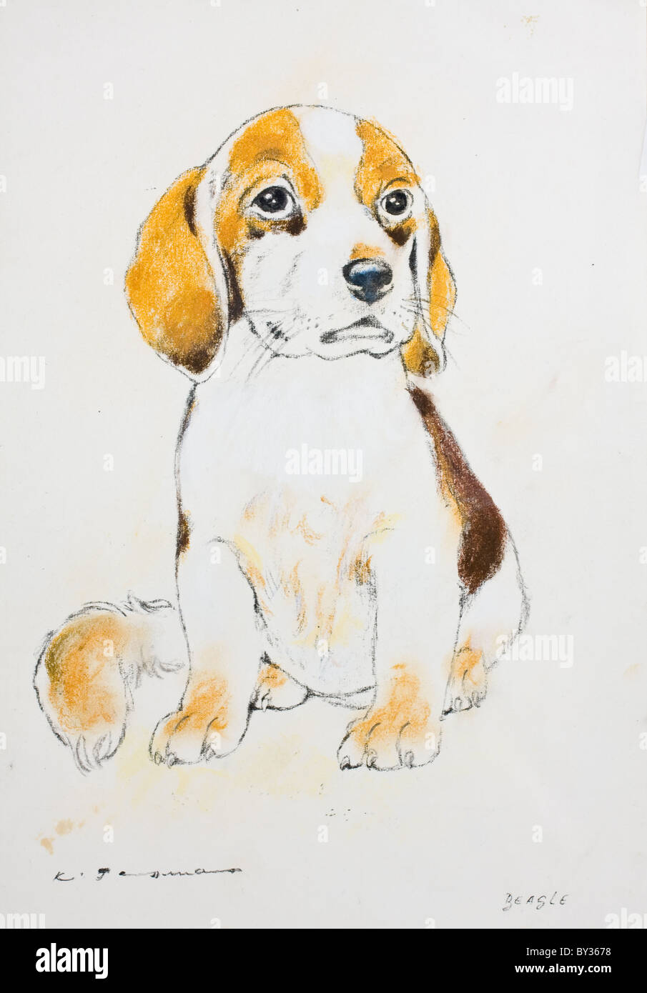 Beagle - pastel chalk on paper by Kurt Tessmann Stock Photo - Alamy
