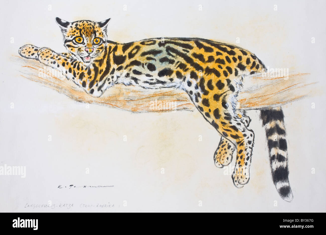 Ocelot (Leopardus wiedii) lying on tree - pastel chalk on paper by Kurt ...