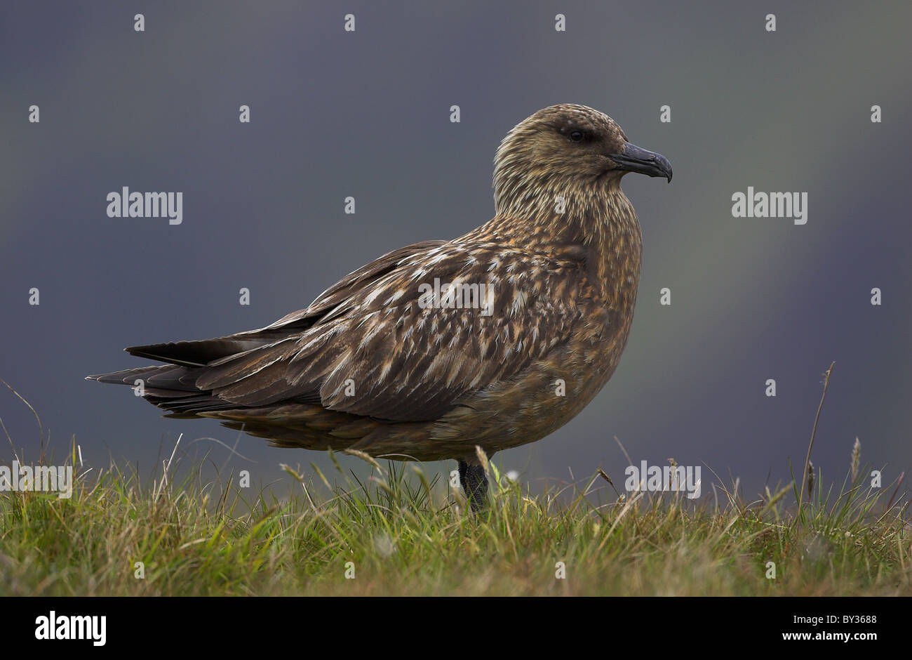 Puffin predator hi-res stock photography and images - Alamy