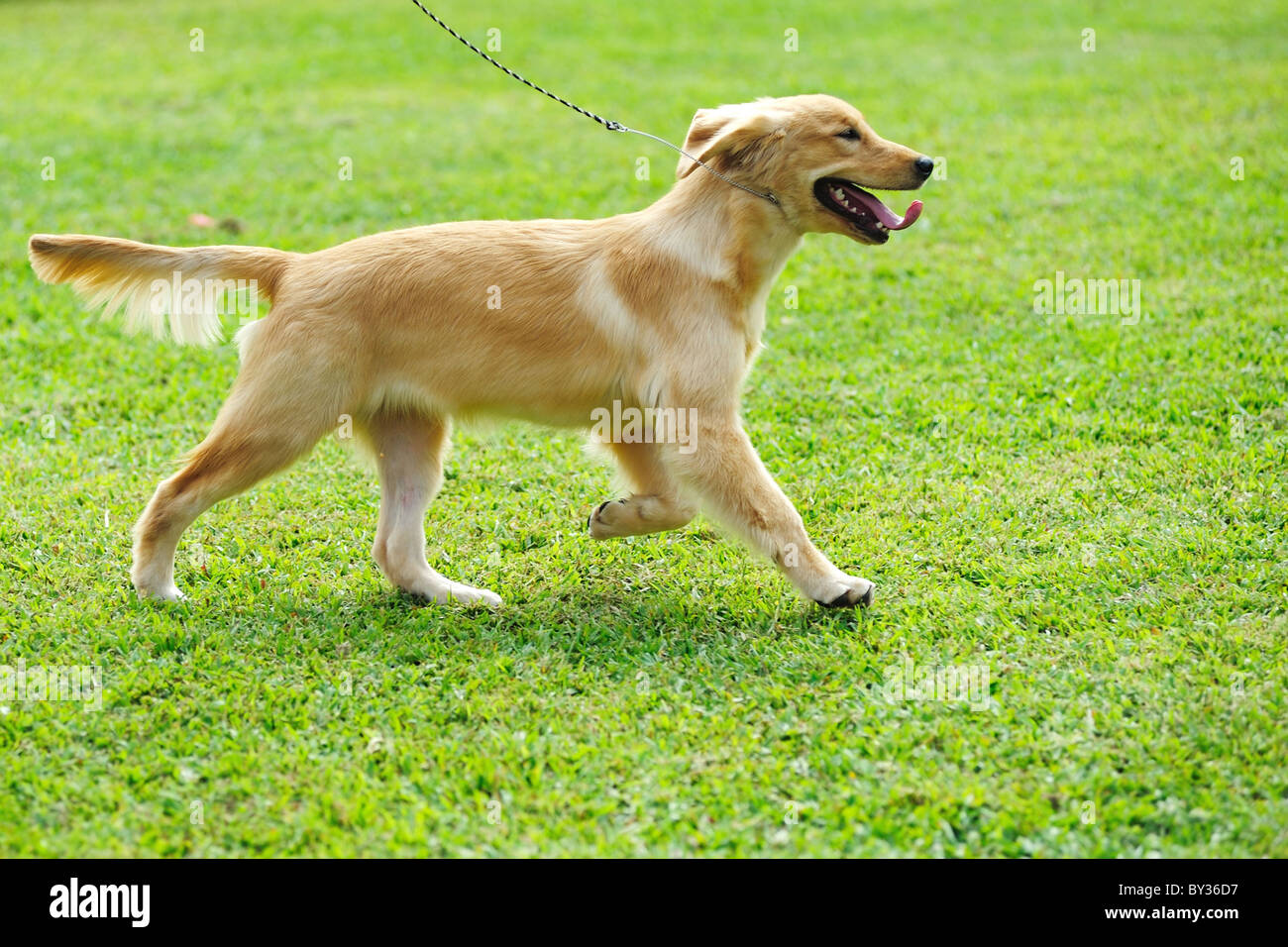 Running with golden retriever hi-res stock photography and images - Alamy