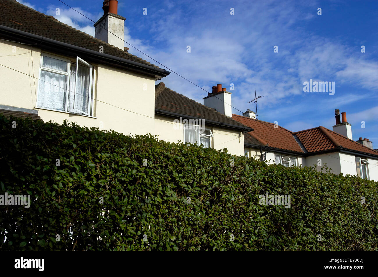 Front garden planted with low-growing trees forming a dense hedge Stock ...