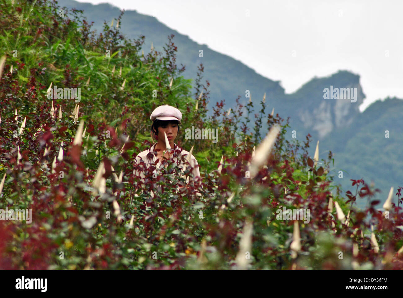 Rose farming near Sapa, Vietnam Stock Photo - Alamy