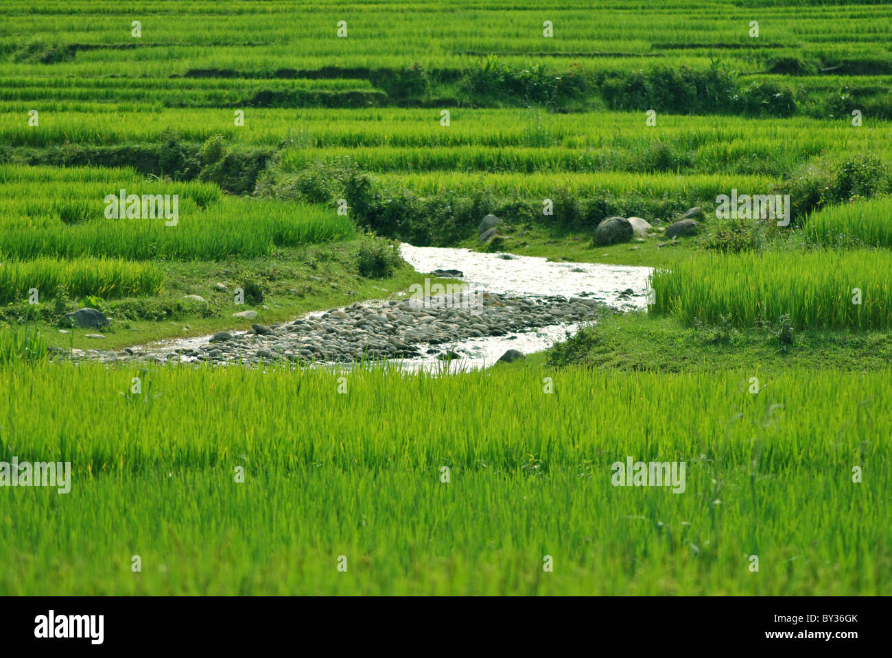 Rice paddies and river in fertile land near Sapa, Vietnam Stock Photo ...