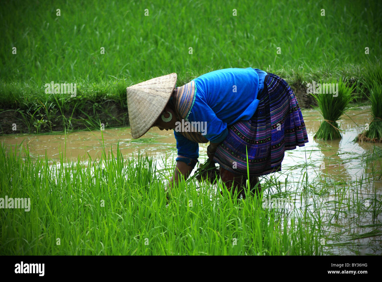 Woman harvesting rice in Vietnam Stock Photo - Alamy