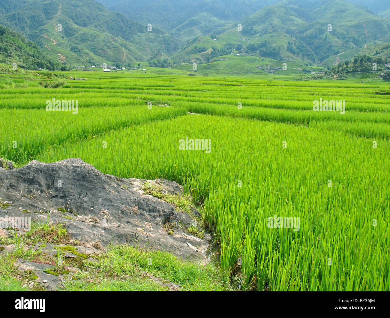 Vietnamese Rice Paddies Stock Photos & Vietnamese Rice Paddies Stock ...