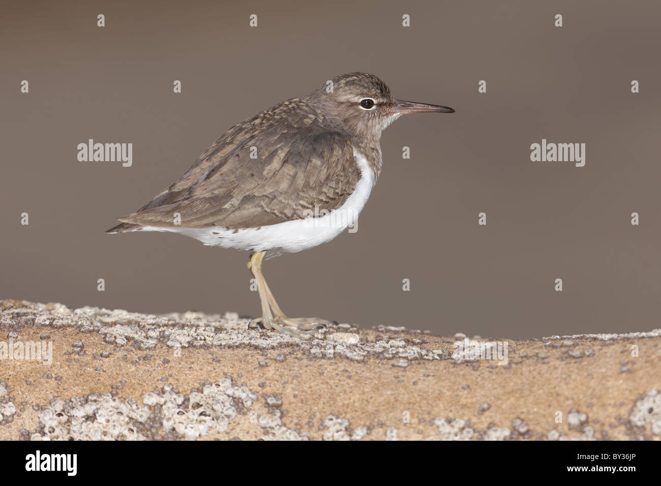 Spotted Sandpiper (Actitis macularius) in winter plumage hunting for ...
