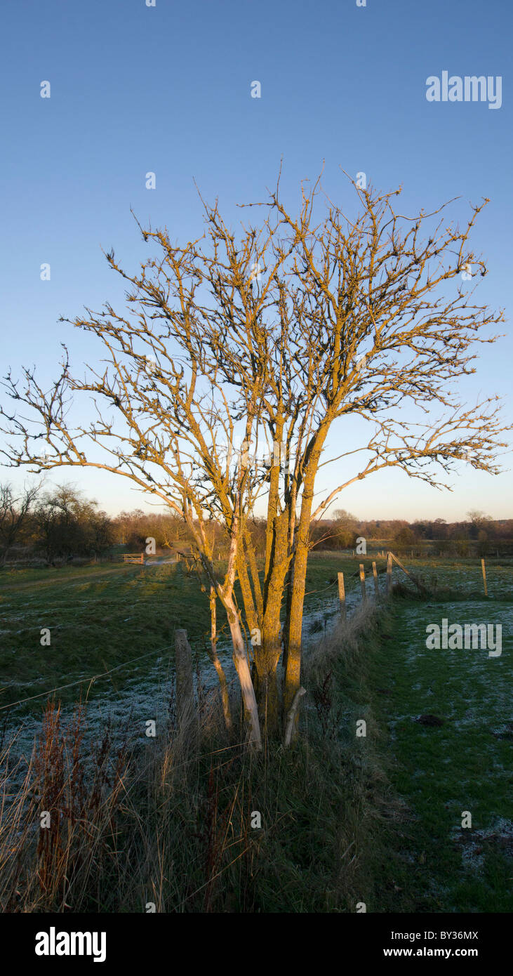 Dead tree trunk lying on hi-res stock photography and images - Alamy