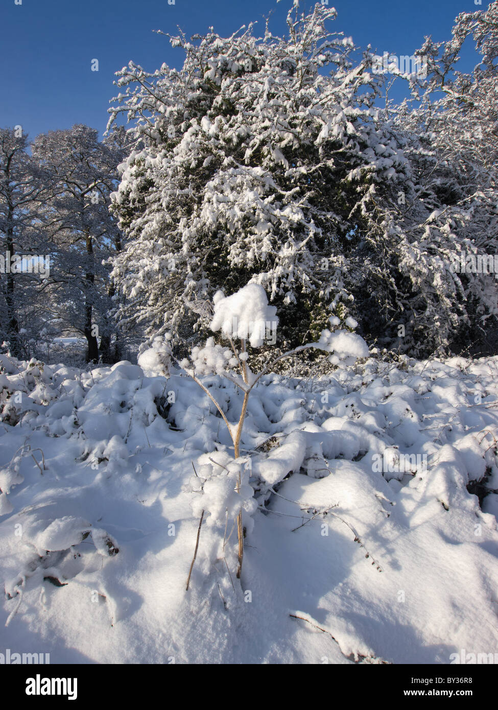 snow winter cold freezing december Stock Photo - Alamy