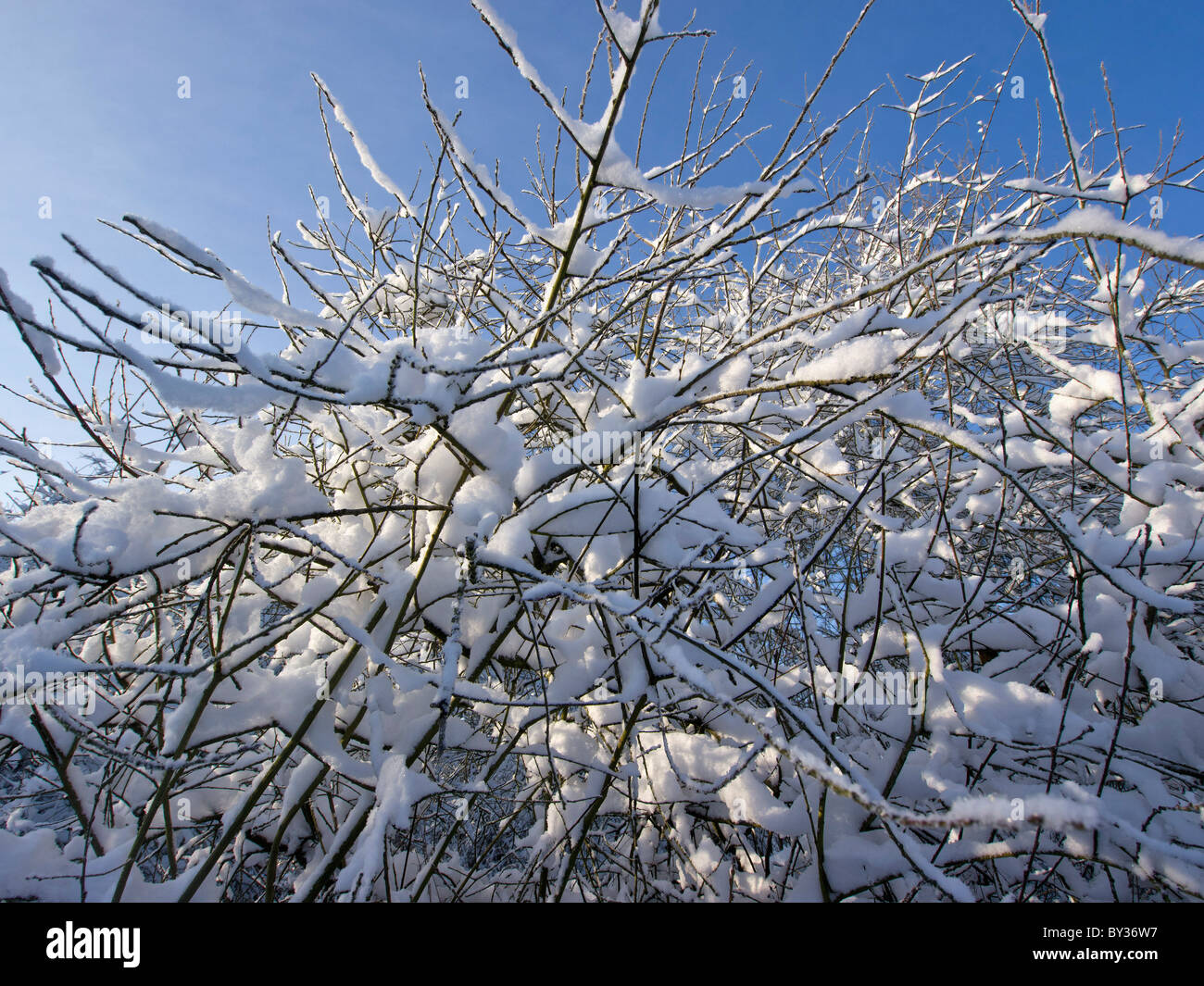 snow winter cold freezing december Stock Photo - Alamy