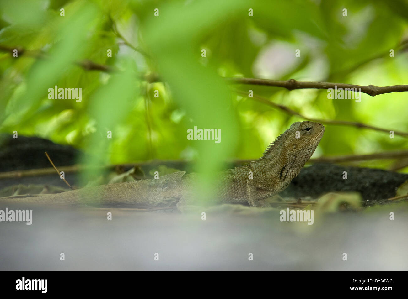 Lizard sunbathing in Mauritius Stock Photo - Alamy