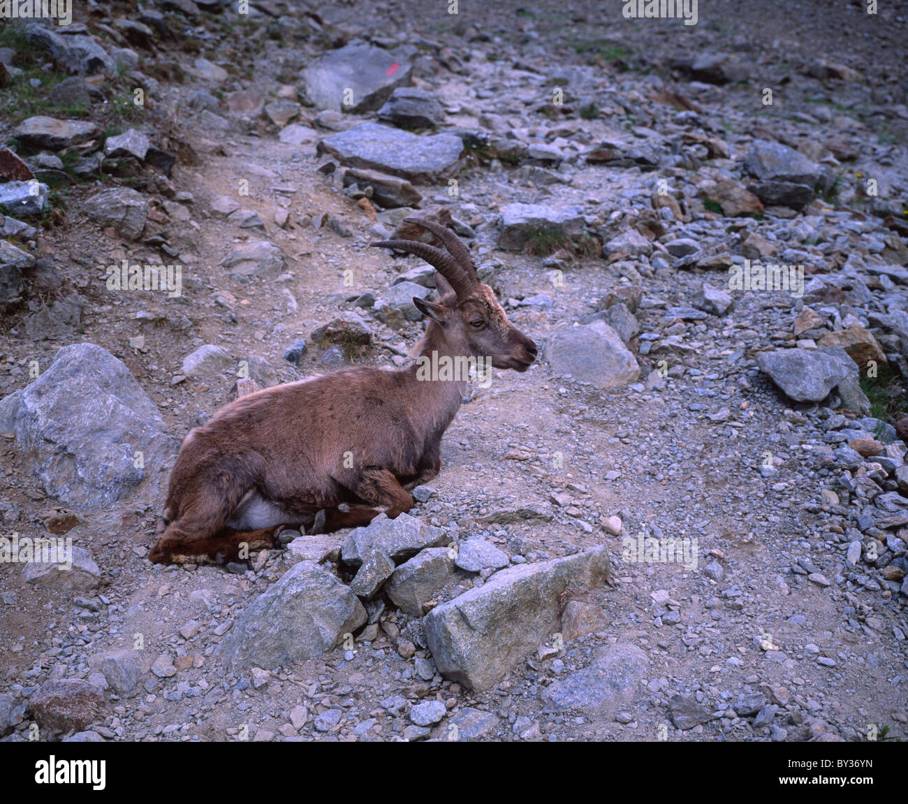 Alpine ibex capra ibex above chamonix hi-res stock photography and ...