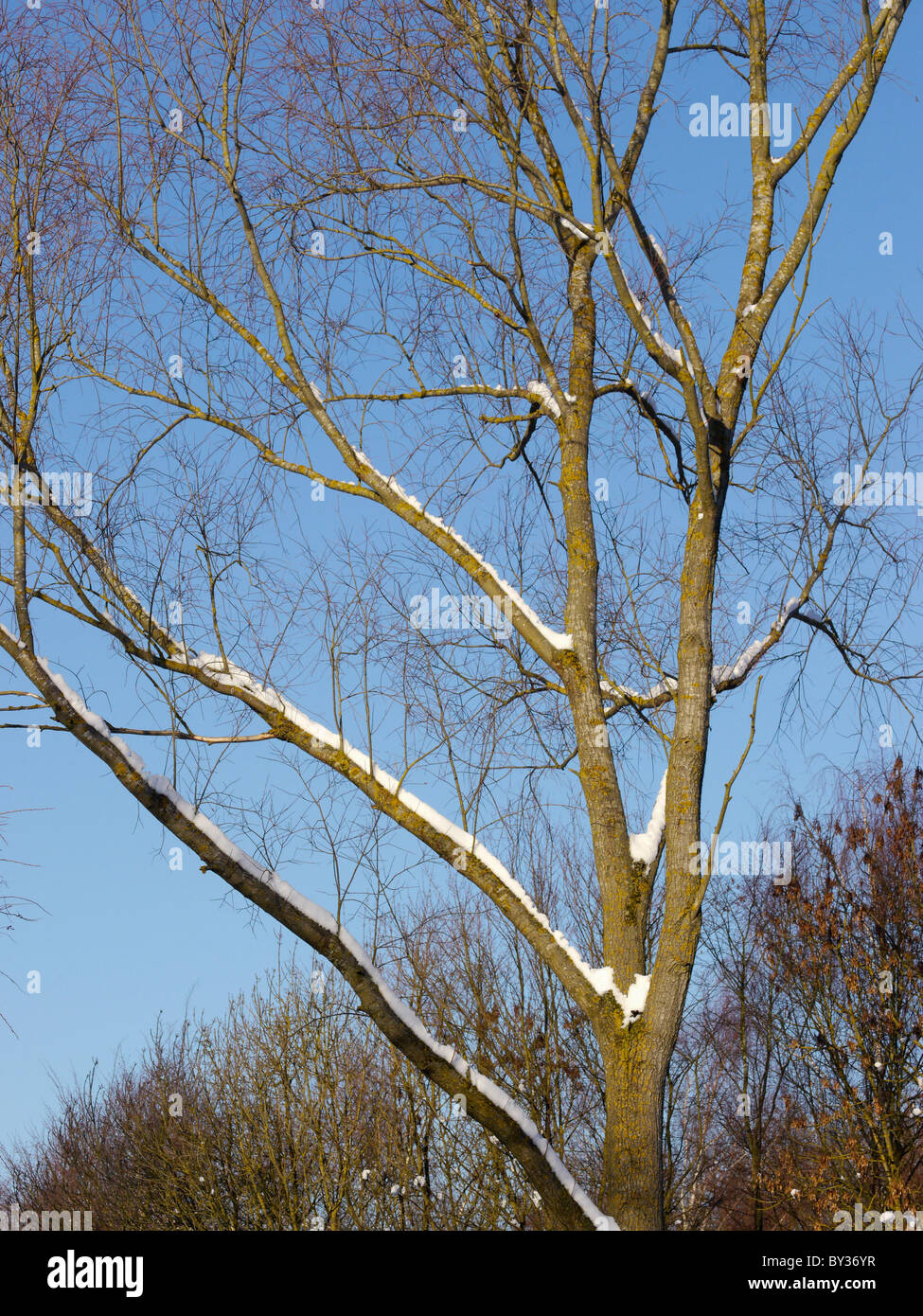 snow winter cold freezing december Stock Photo - Alamy