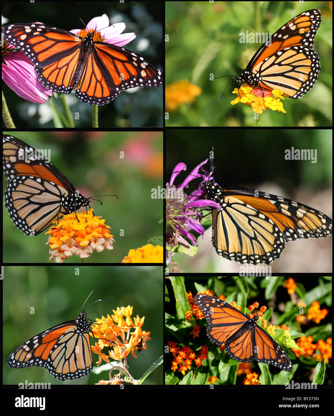 Monarch Butterfly Collage Stock Photo - Alamy