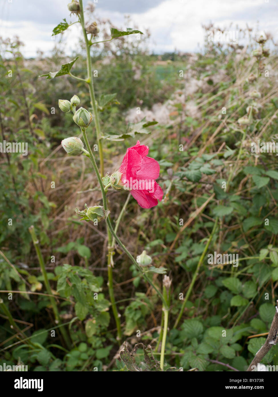 wild flowers growing in the countryside Stock Photo - Alamy