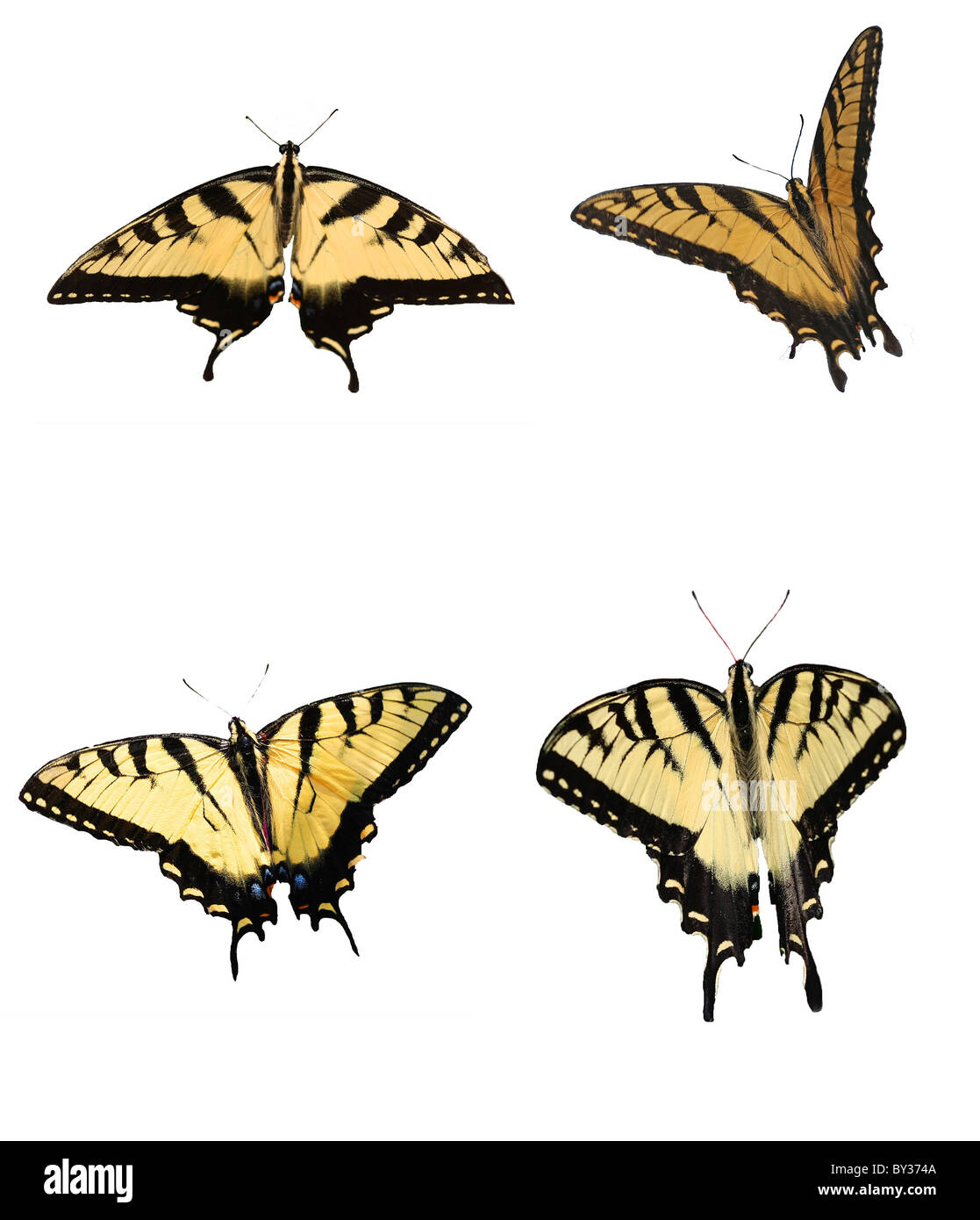 Eastern Tiger Swallowtail Butterflies Isolated on White Collage Stock ...
