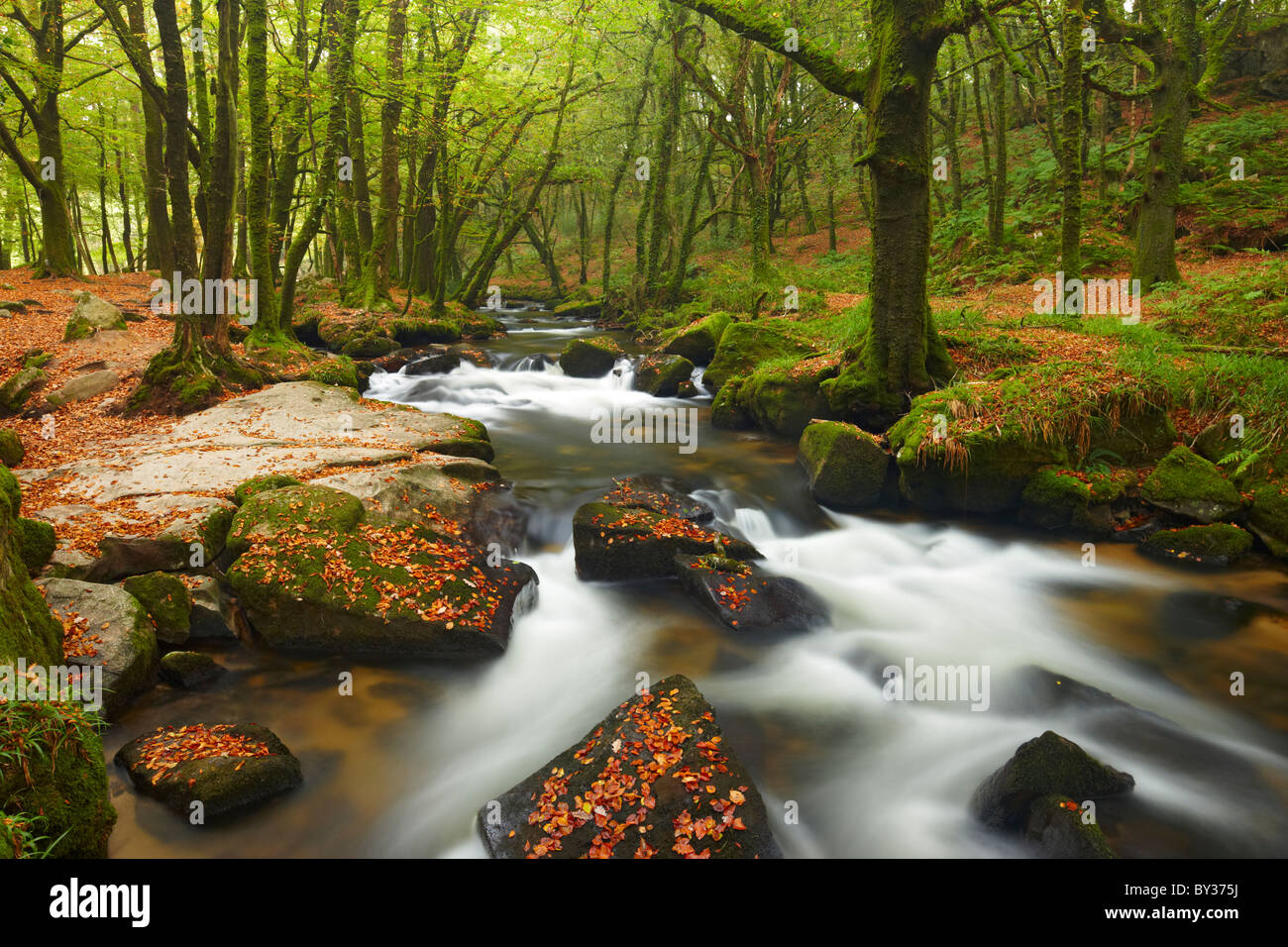 Golitha falls, a section of small waterfalls flowing through ancient ...