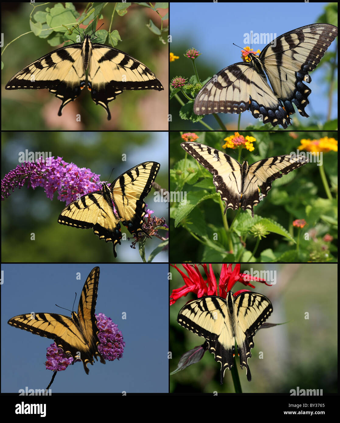 Eastern Tiger Swallowtail Butterfly Collage Stock Photo - Alamy