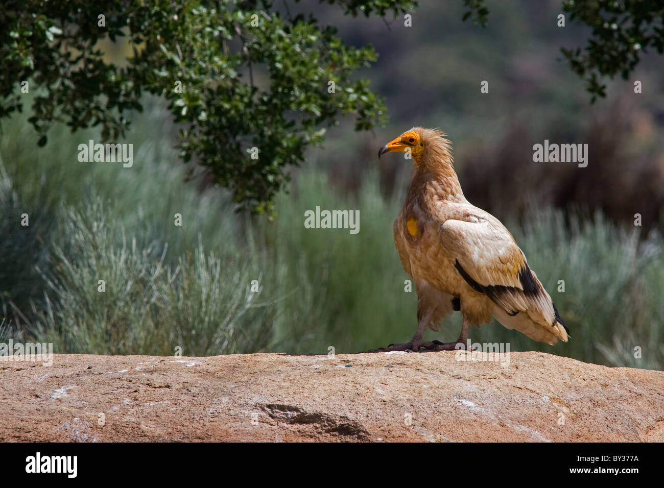 Egyptian vulture (Neophron percnopterus Stock Photo - Alamy