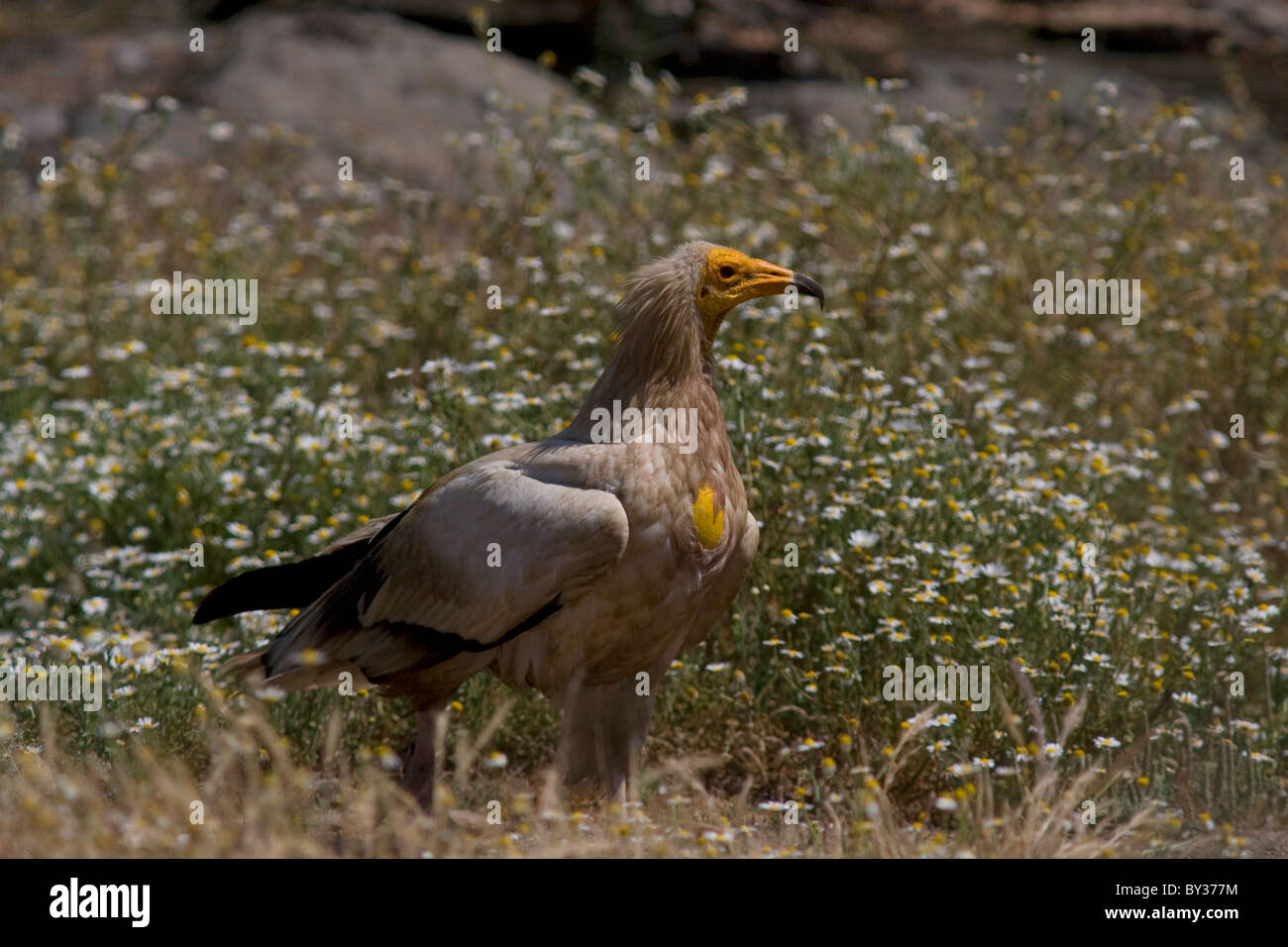 Egyptian vulture (Neophron percnopterus Stock Photo - Alamy