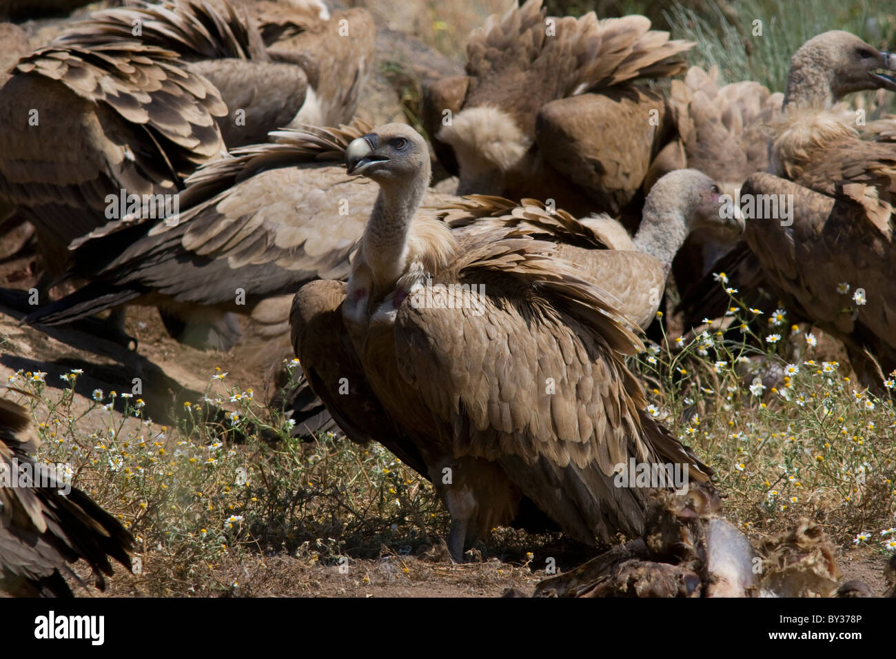 Griffon vulture (Gyps fulvus Stock Photo - Alamy