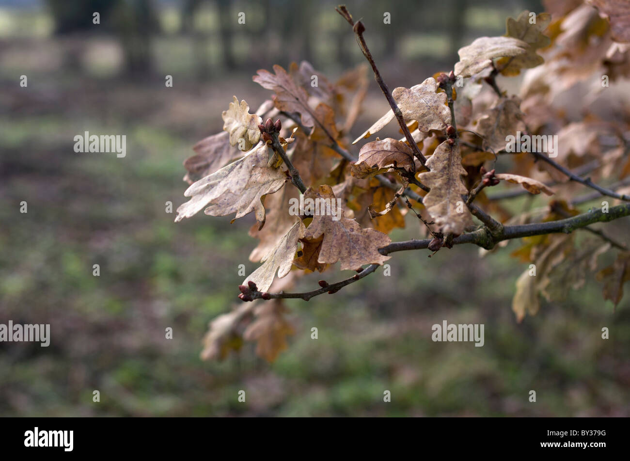 arrow valley country park redditch Stock Photo - Alamy