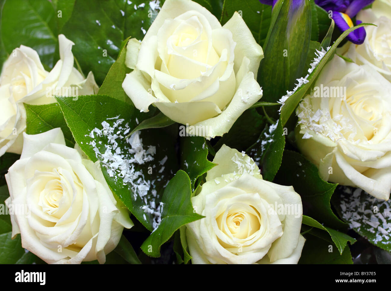 Floral arrangment on white hi-res stock photography and images - Alamy
