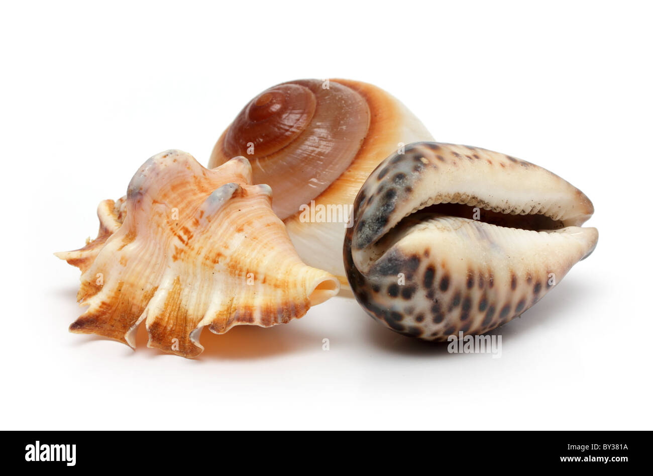 group of sea shells close-up on white Stock Photo - Alamy