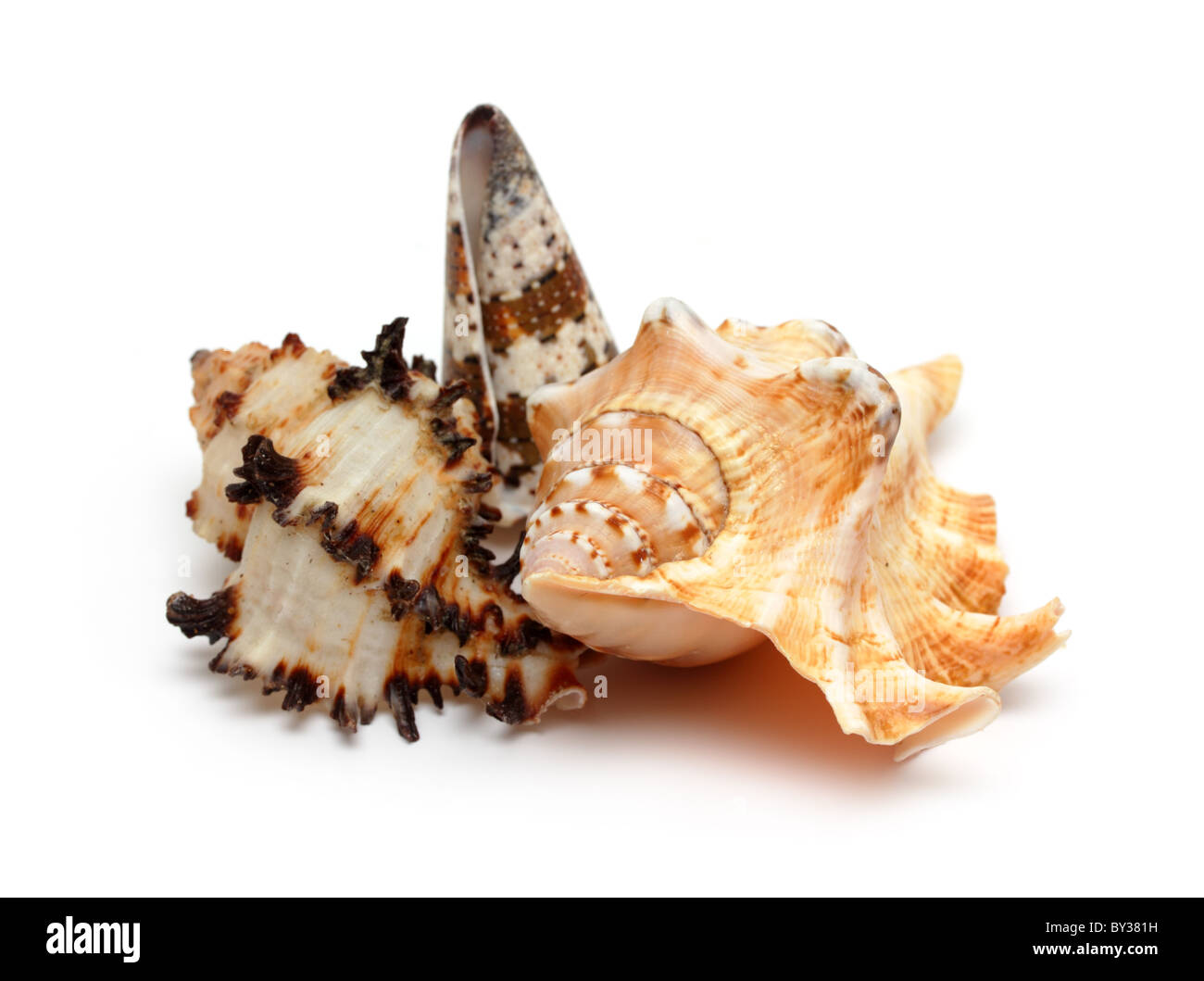 Beach shells close up Cut Out Stock Images & Pictures - Alamy