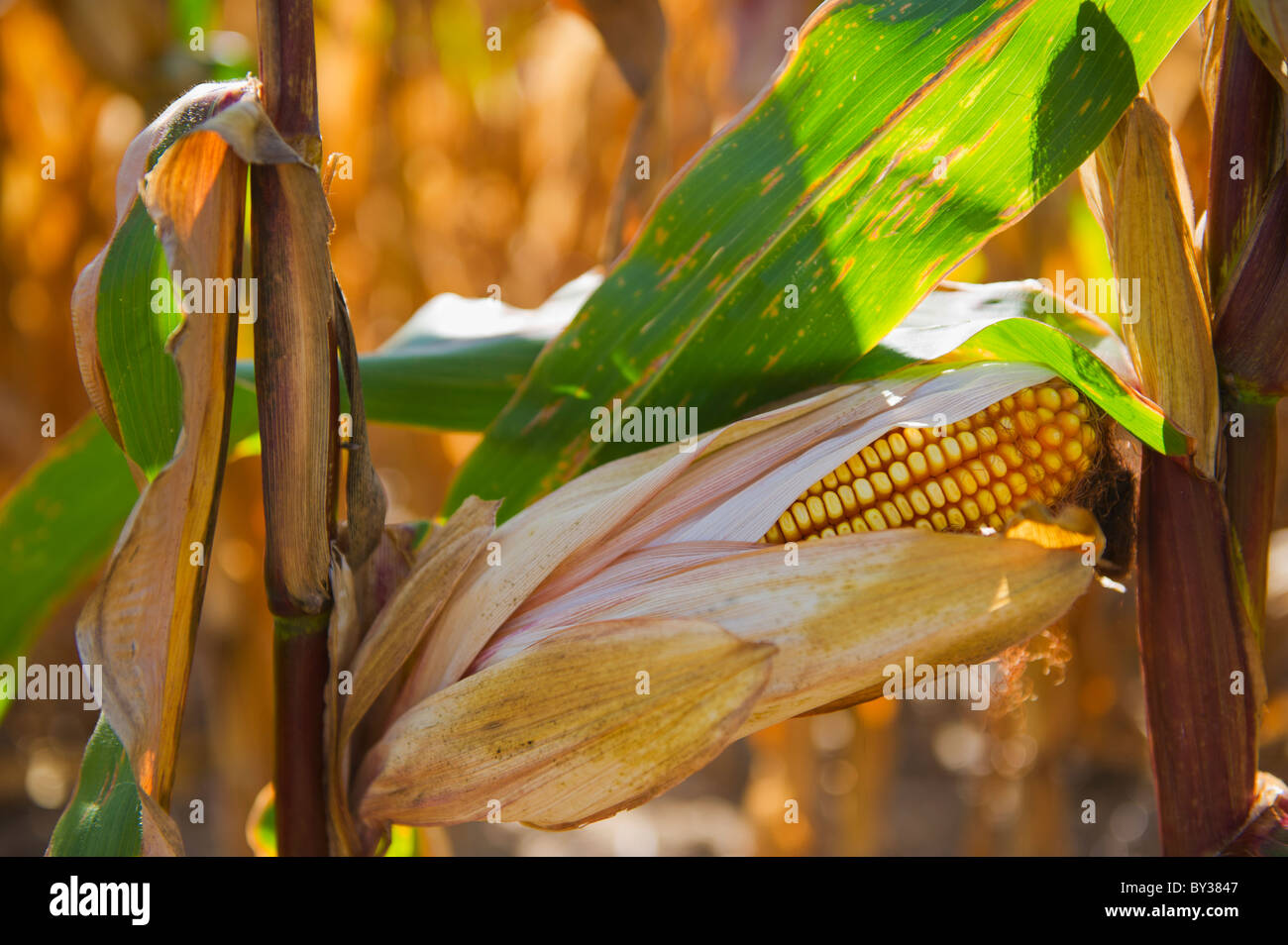 USA, New York State, Hudson, Corn cob growing in field Stock Photo - Alamy