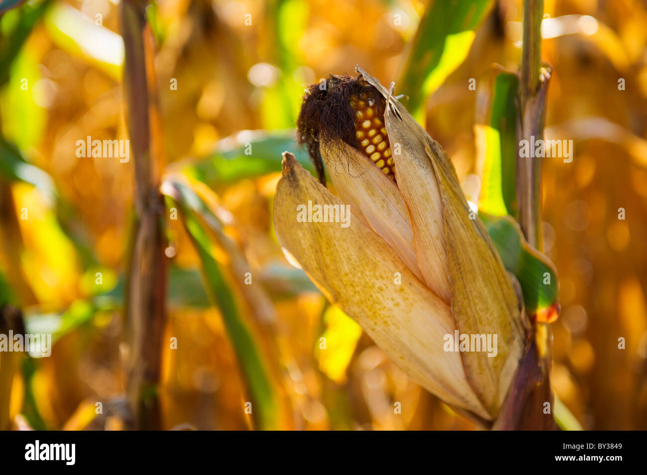 Maize big cob hi-res stock photography and images - Alamy