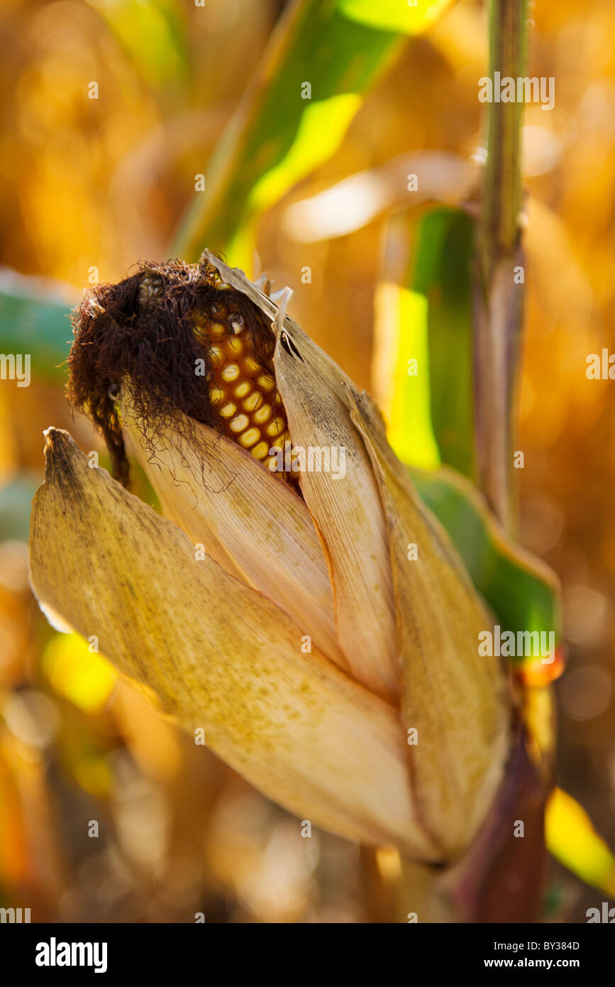 Vertical farming new york city hi-res stock photography and images - Alamy