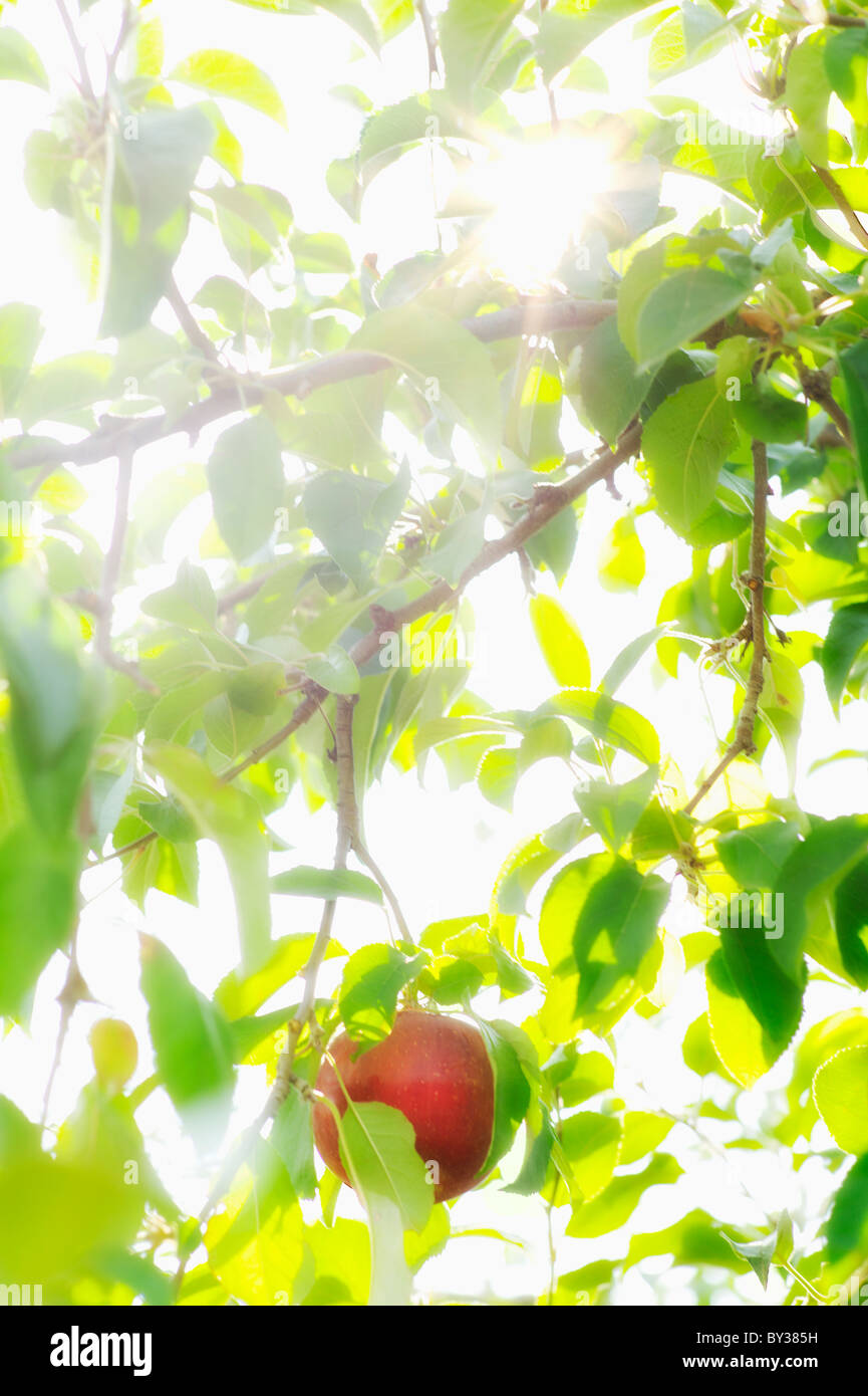 Vertical farming new york city hi-res stock photography and images - Alamy