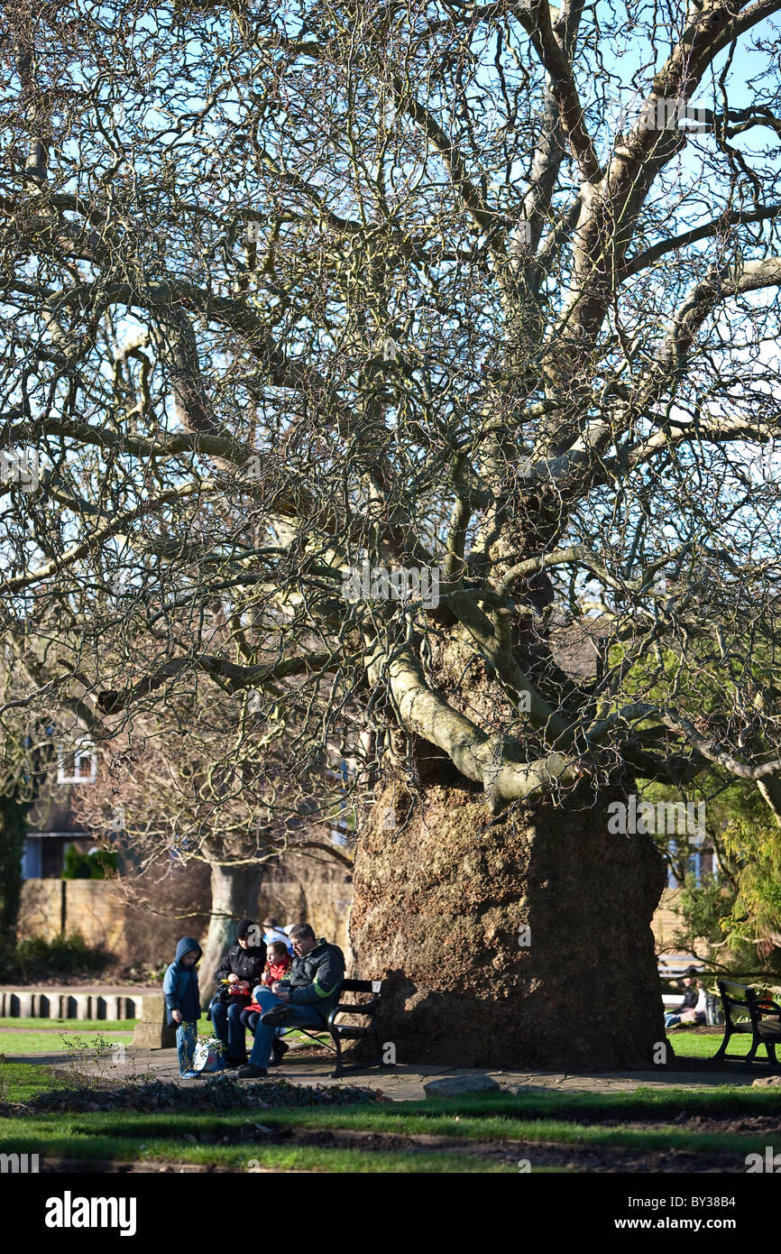 Westgate Gardens 200 year old Plane Tree Stock Photo - Alamy