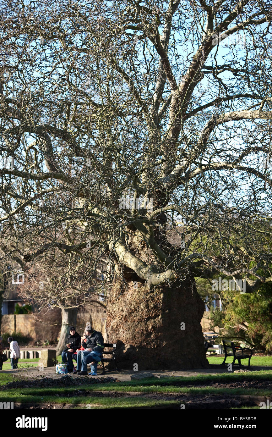 Westgate Gardens 200 year old Plane Tree Stock Photo - Alamy