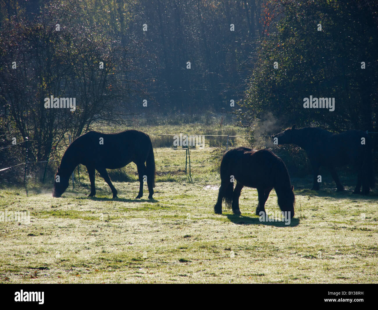 horses farm field winter Stock Photo - Alamy