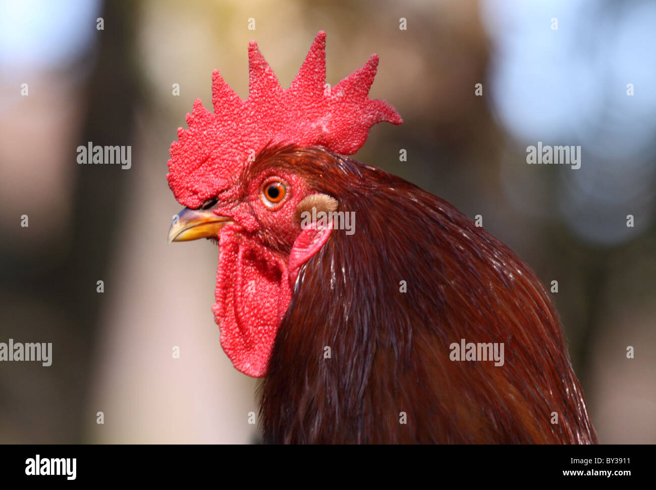 Little Red Rooster Stock Photo - Alamy