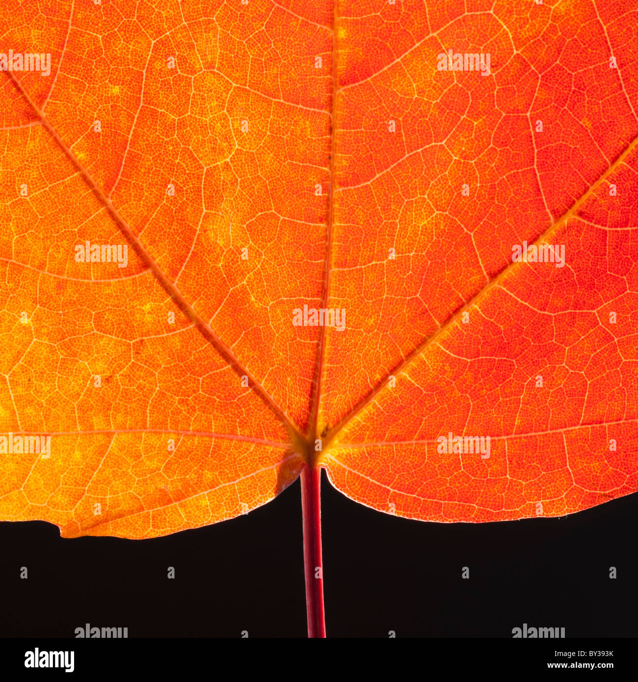 Maple leaf veins hi-res stock photography and images - Alamy