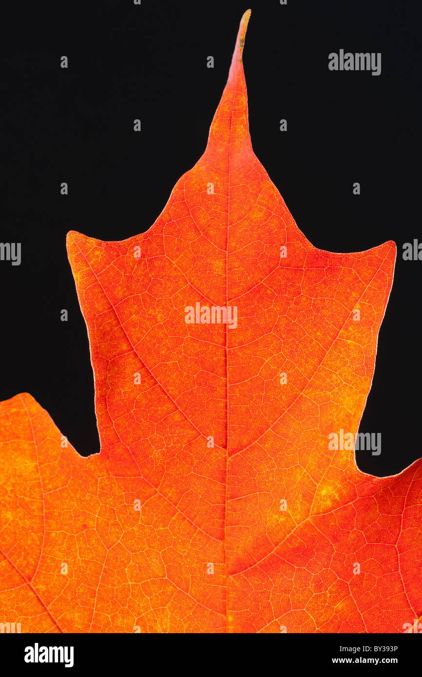 Autumn Maple leaf veins Stock Photo - Alamy