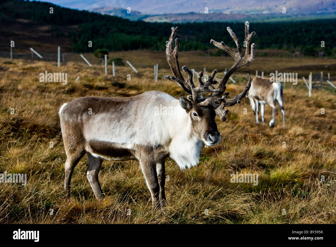 Reindeer in Scotland Stock Photo - Alamy